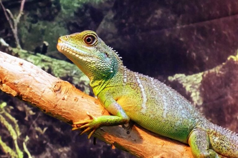 Animalerie Reptile Lyon – Univers Reptiles