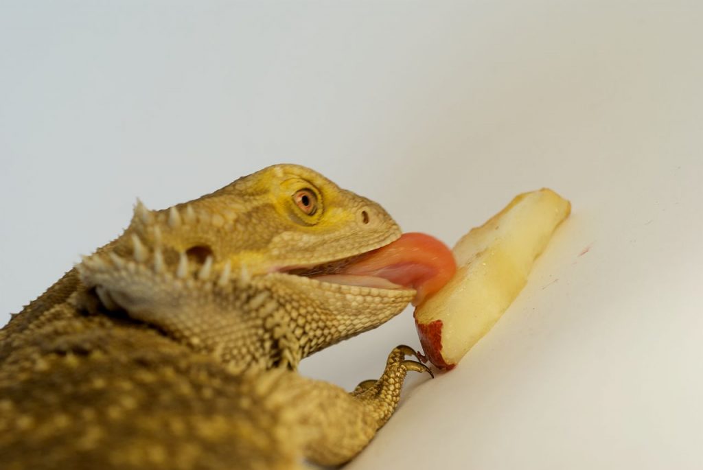 Fruit Pour Pogona – Univers Reptiles