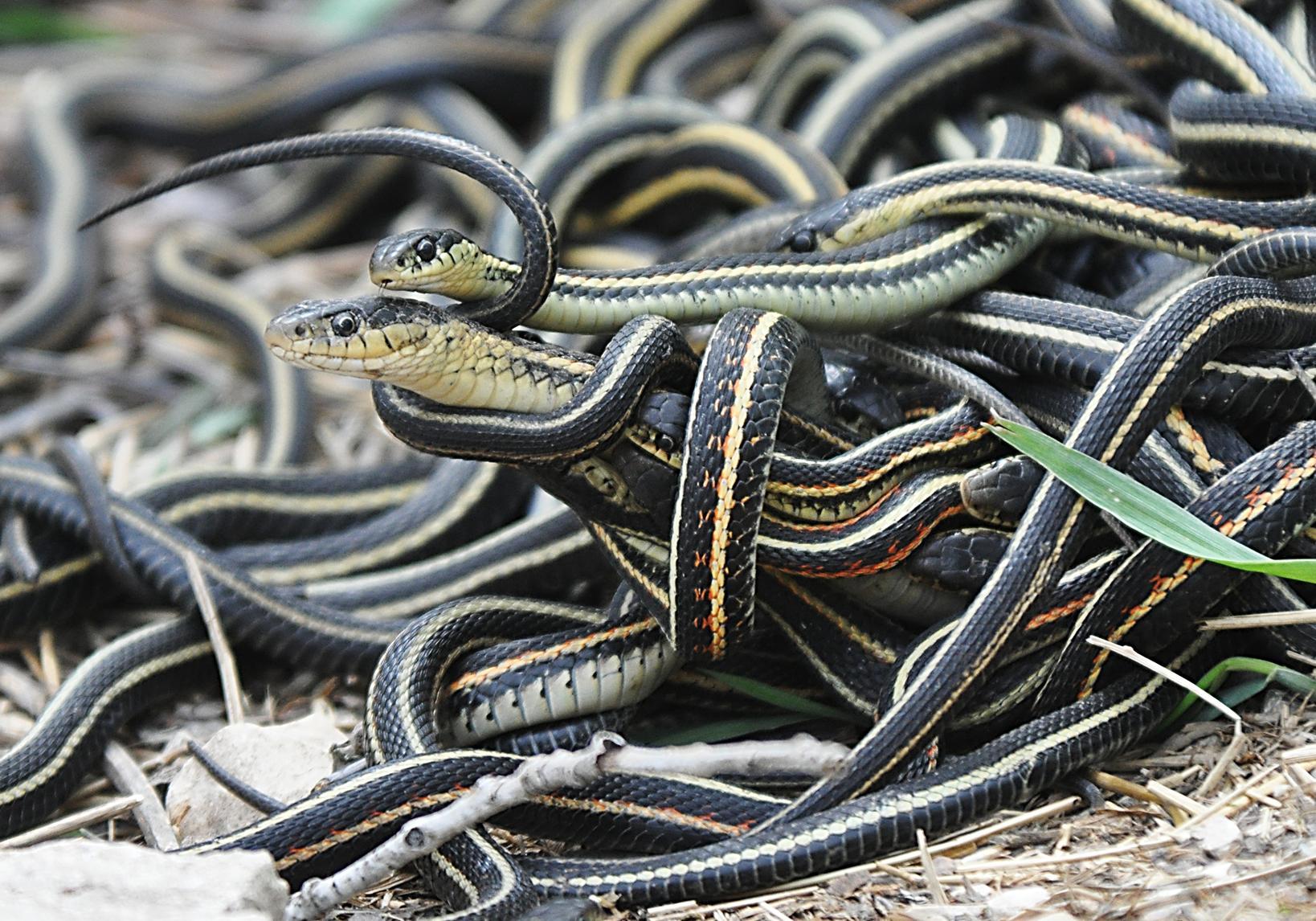 La Reproduction Des Serpent – Univers Reptiles