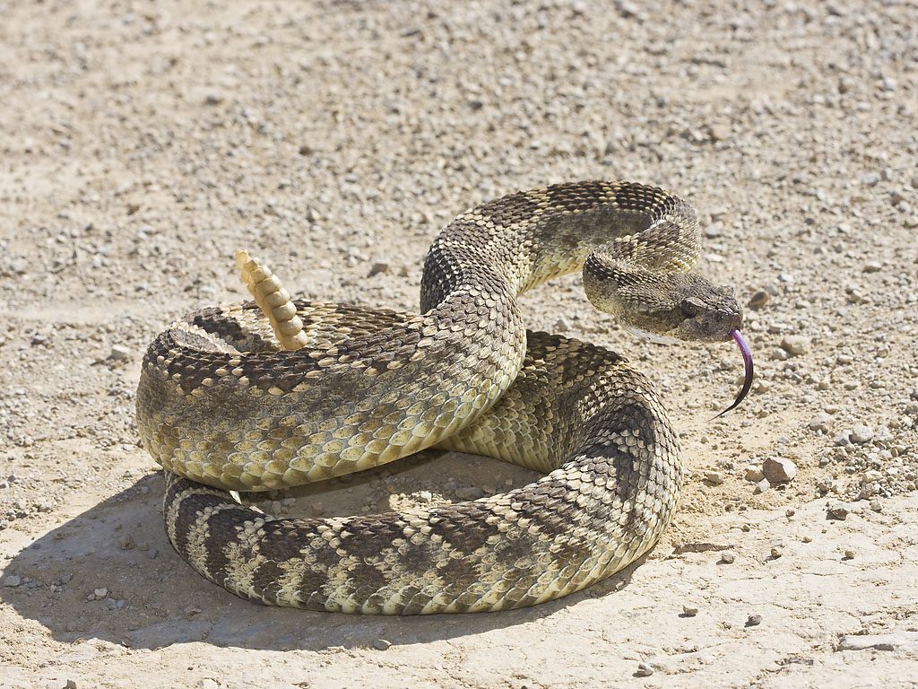 Le Crotale – Univers Reptiles