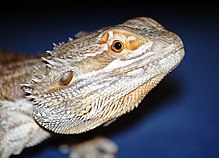 Nourriture Pogona – Univers Reptiles